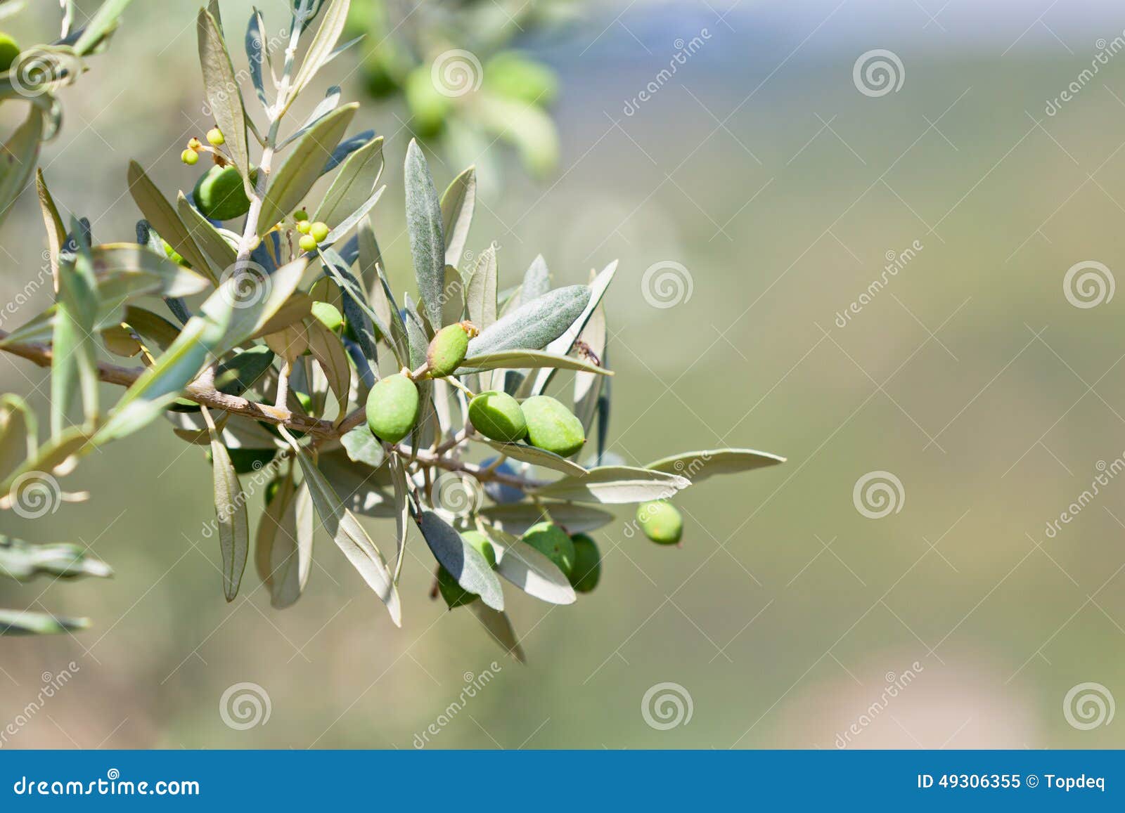 Olive tree banch stock image. Image of diet, olive, green - 49306355