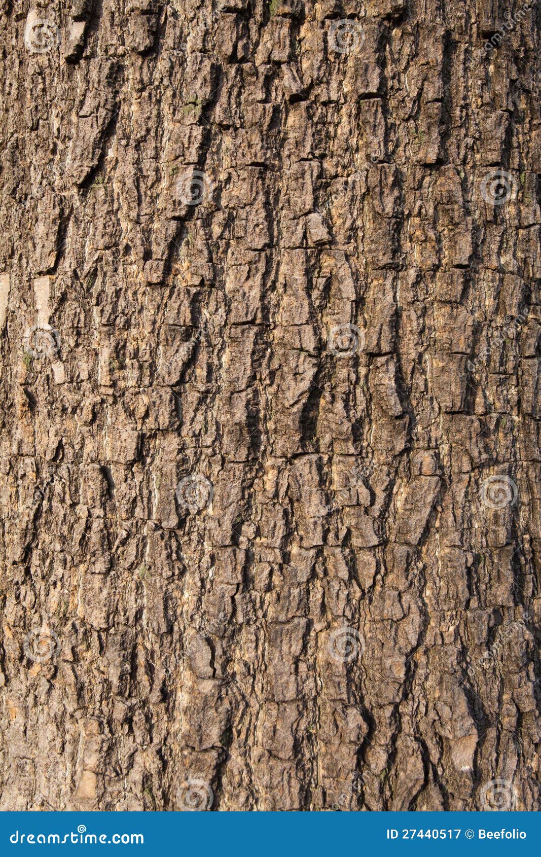 Olive tree bark stock image. Image of timber, macro, tracery - 27440517