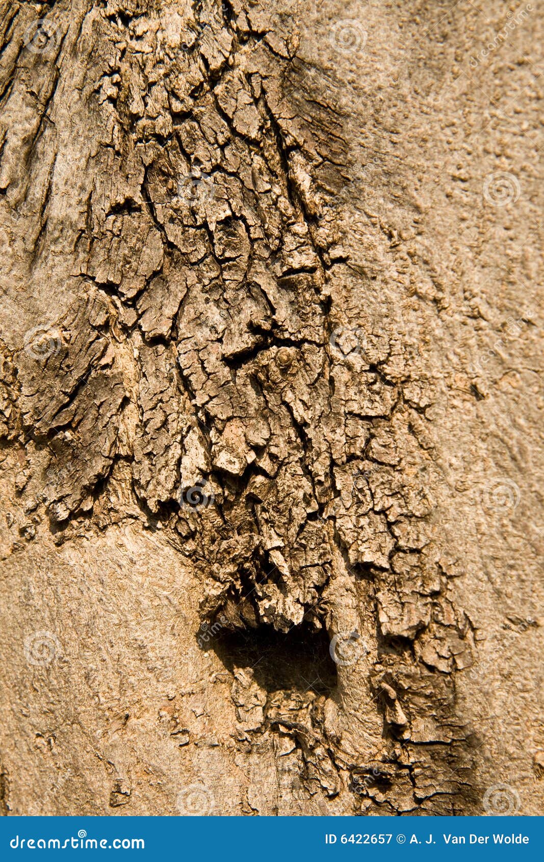 Olive tree bark stock image. Image of contrast, abstract - 6422657