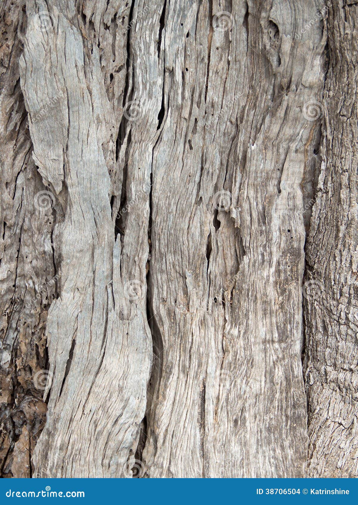 Olive tree bark Background stock photo. Image of trunk - 38706504