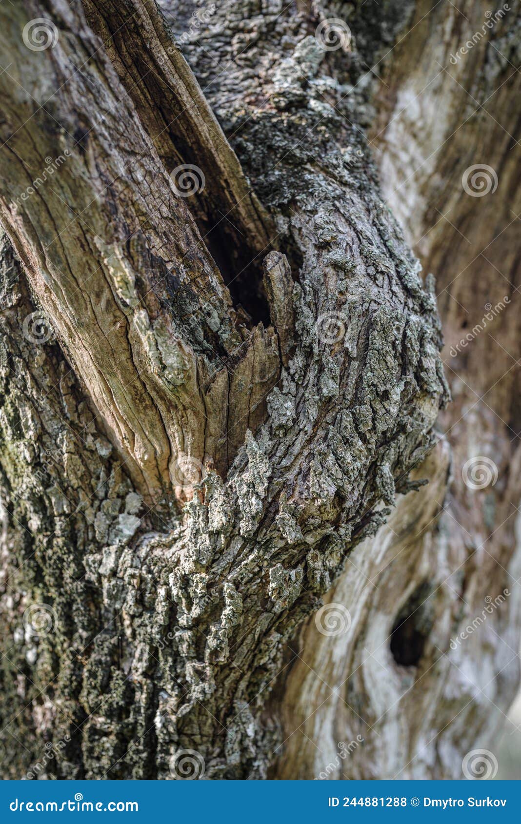 Olive tree bark close up stock photo. Image of macro - 244881288