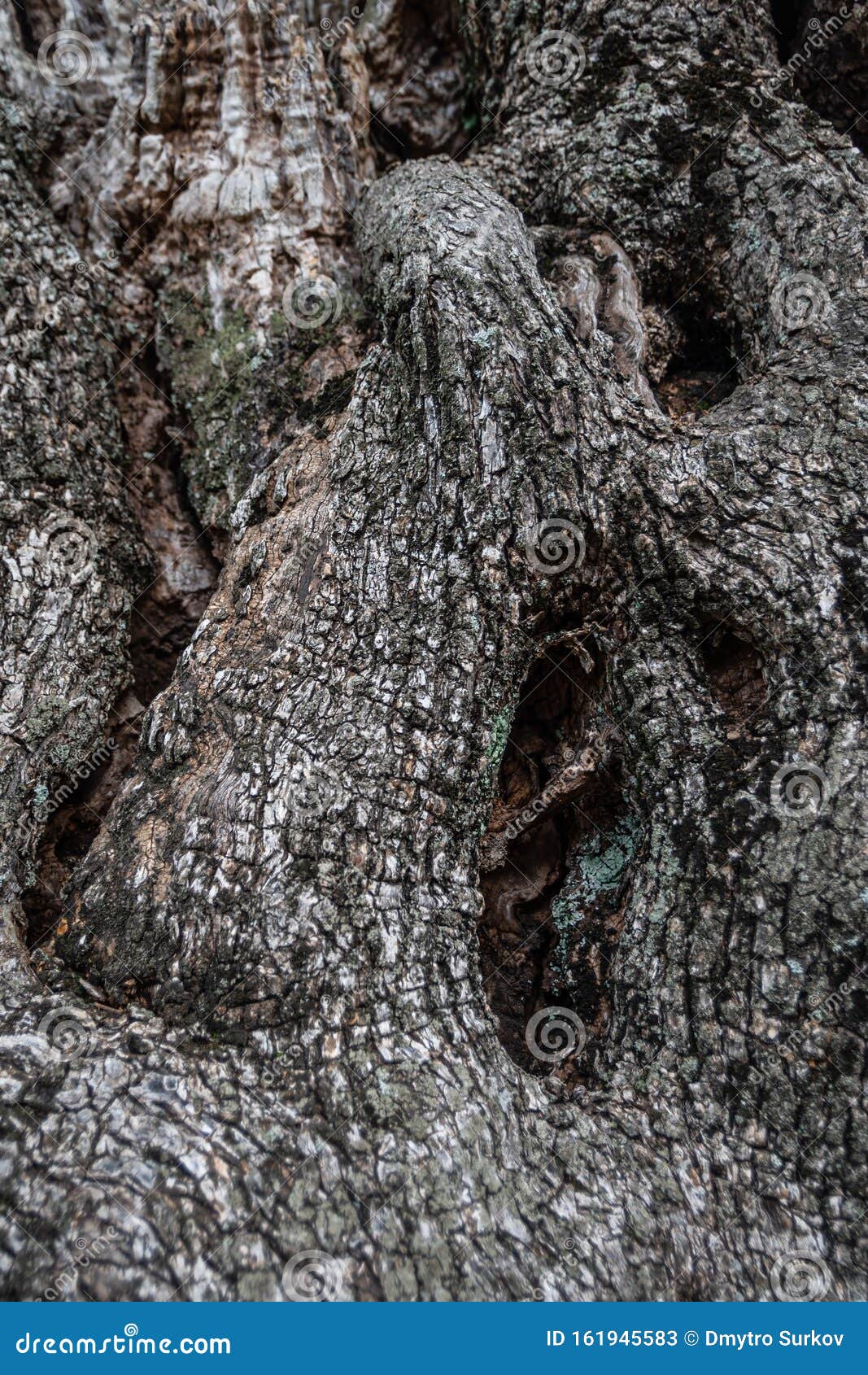 Olive tree bark close up stock image. Image of striped - 161945583