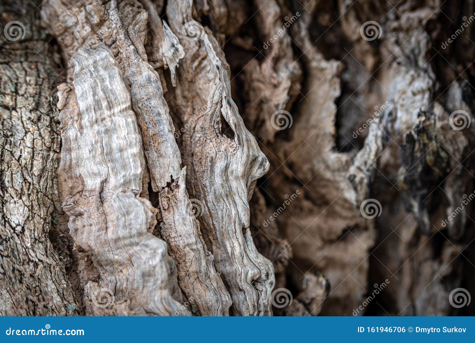 Olive tree bark close up stock photo. Image of outdoor - 161946706