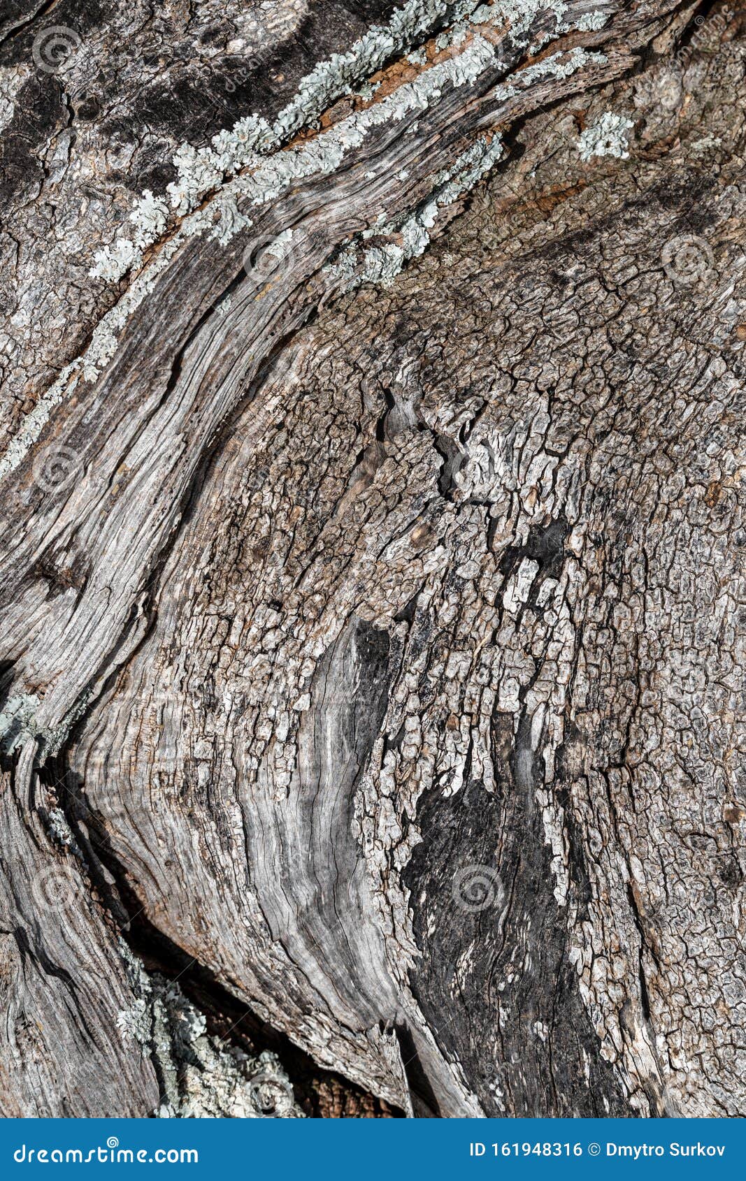 Olive tree bark close up stock photo. Image of nature - 161948316