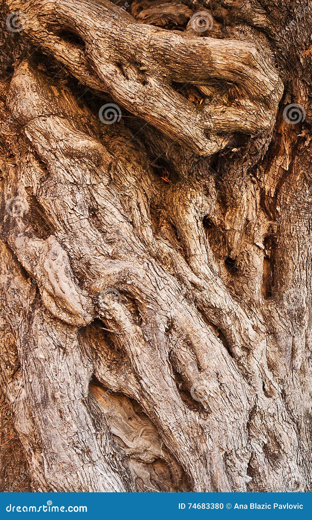 Olive tree bark stock photo. Image of branch, aged, olive - 74683380