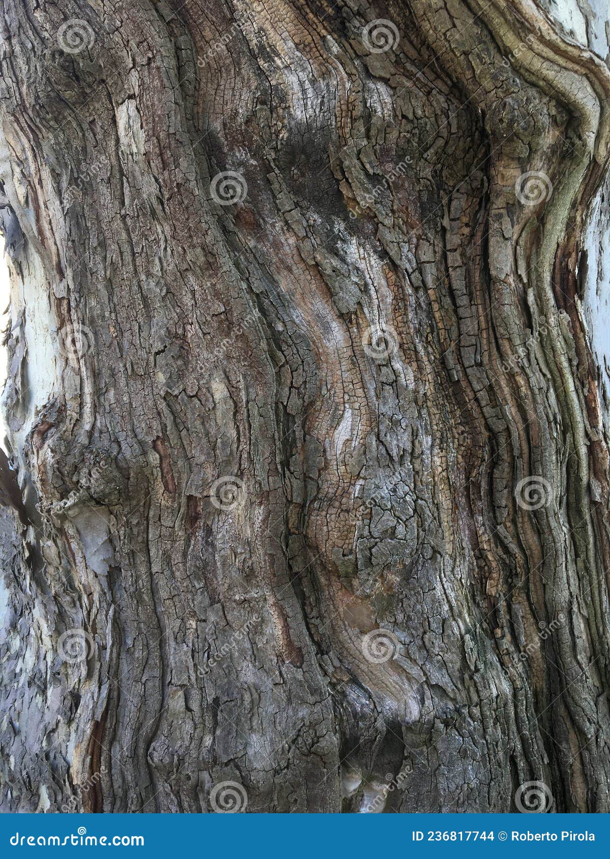 Olive tree bark stock photo. Image of forest, material - 236817744