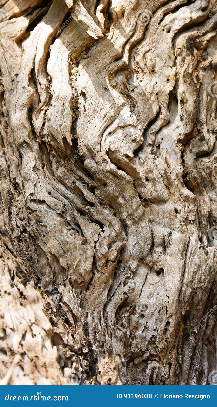 Olive tree bark stock photo. Image of texture, striped - 91196030