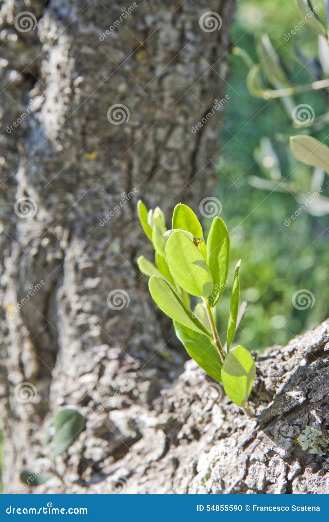 Olive Tree Bark with Sprout Stock Photo - Image of season, textured ...