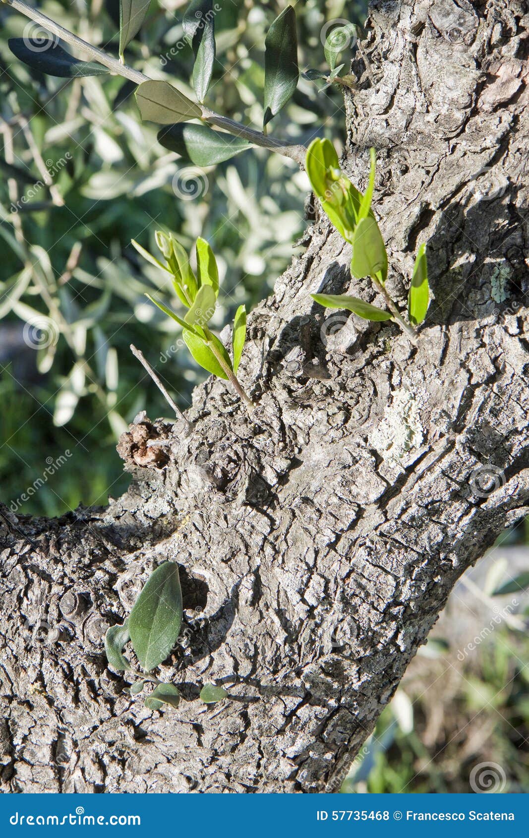 Olive Tree Bark with Sprout Stock Photo - Image of season, exist: 57735468