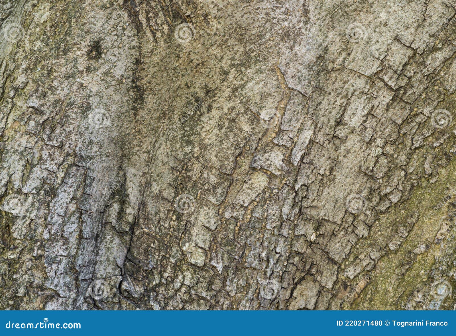 Olive Tree Bark Texture Pattern. Stock Photo - Image of retro, rough ...