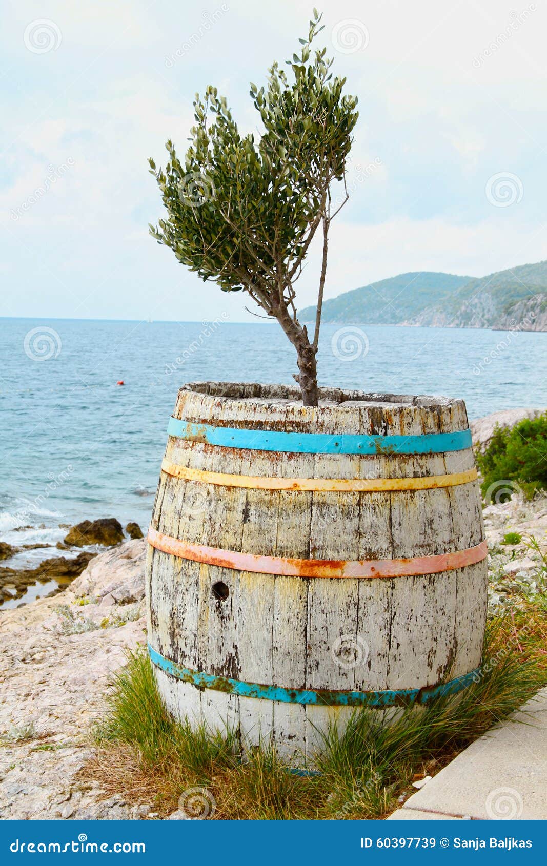 Olive tree in a barrel stock image. Image of fish, flock - 60397739