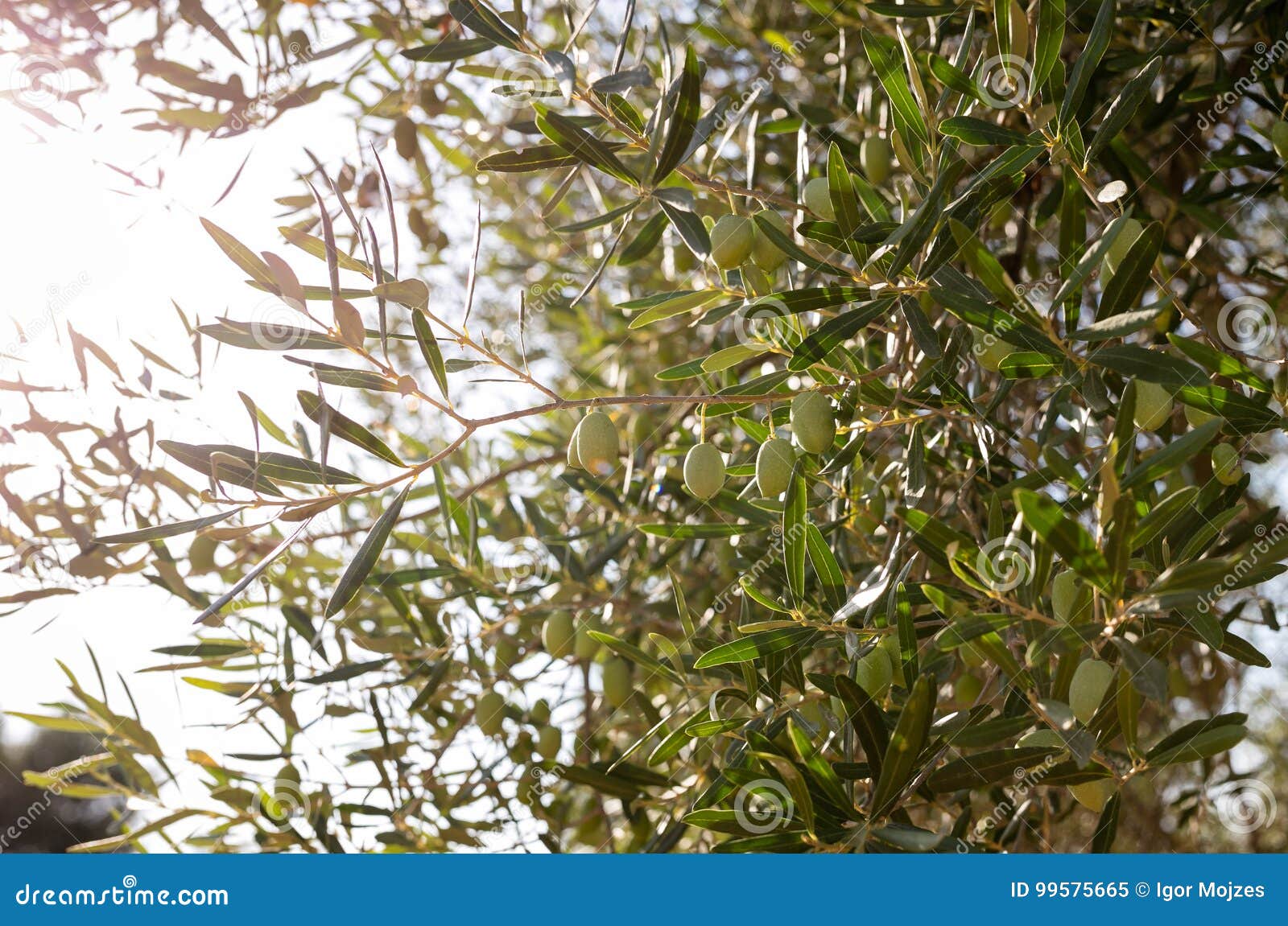 Olive tree stock image. Image of landscapes, fresh, antioxidant - 99575665