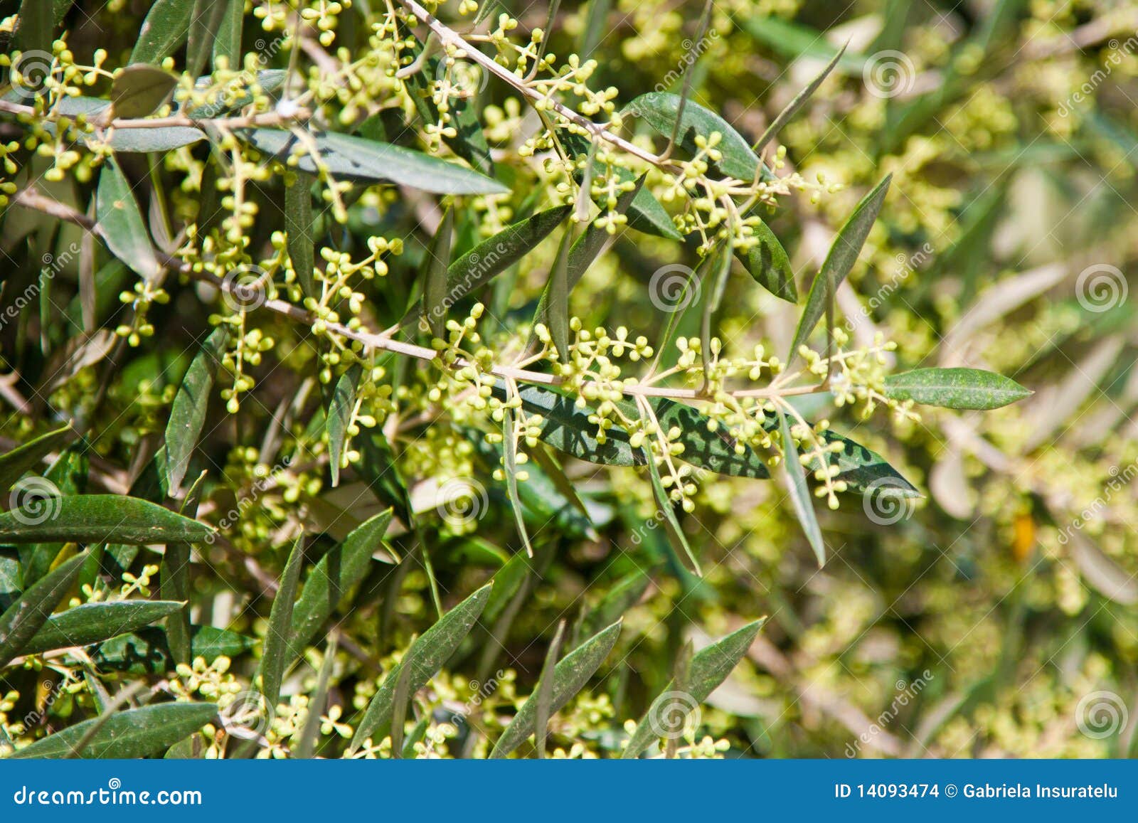 Olive tree in bloom stock photo. Image of green, agriculture - 14093474