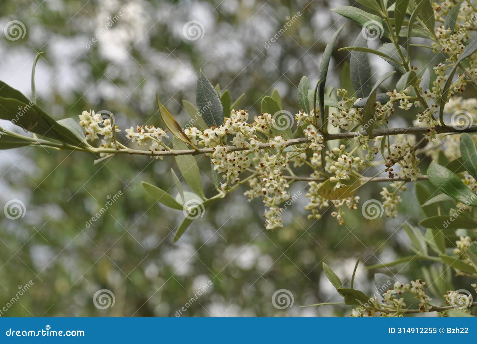 Olive tree in bloom stock image. Image of season, agricultural - 314912255