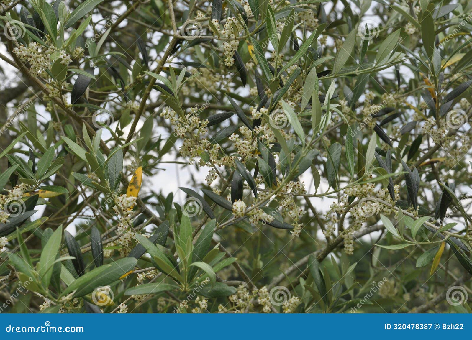Olive tree in bloom stock image. Image of green, farmland - 320478387