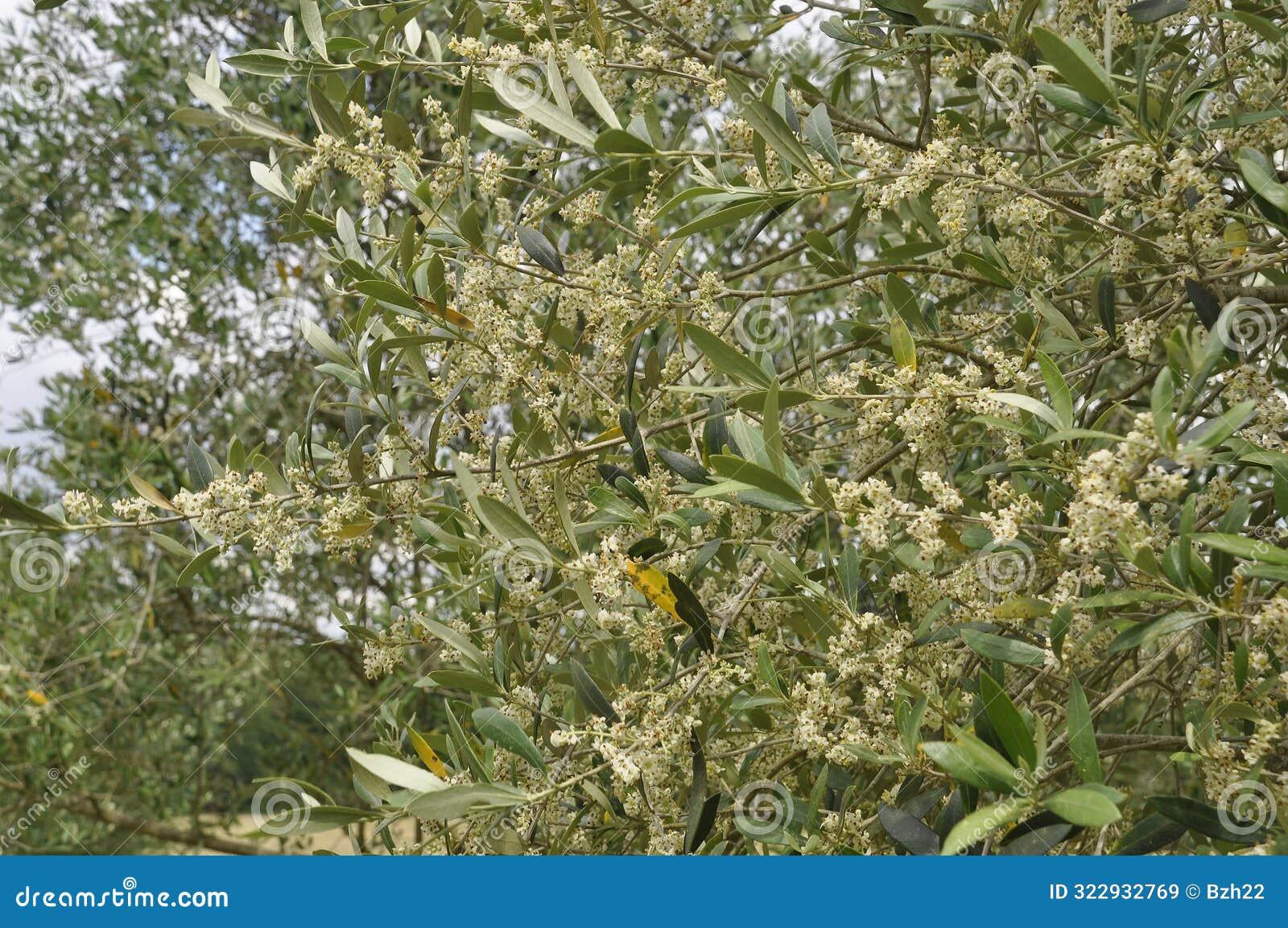 Olive tree in bloom stock image. Image of food, floral - 322932769
