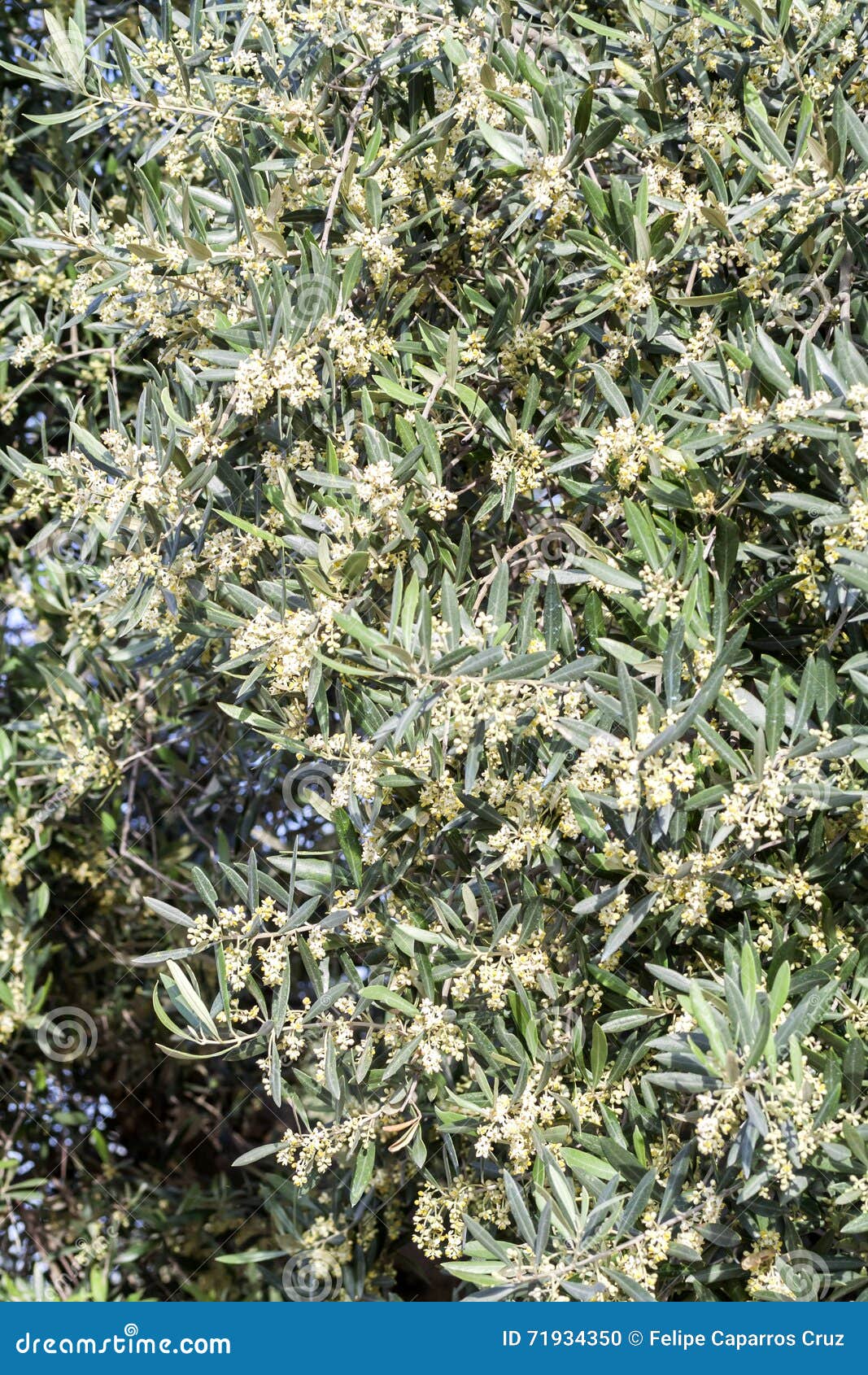 Olive Tree in Bloom during Spring Stock Photo - Image of branch ...