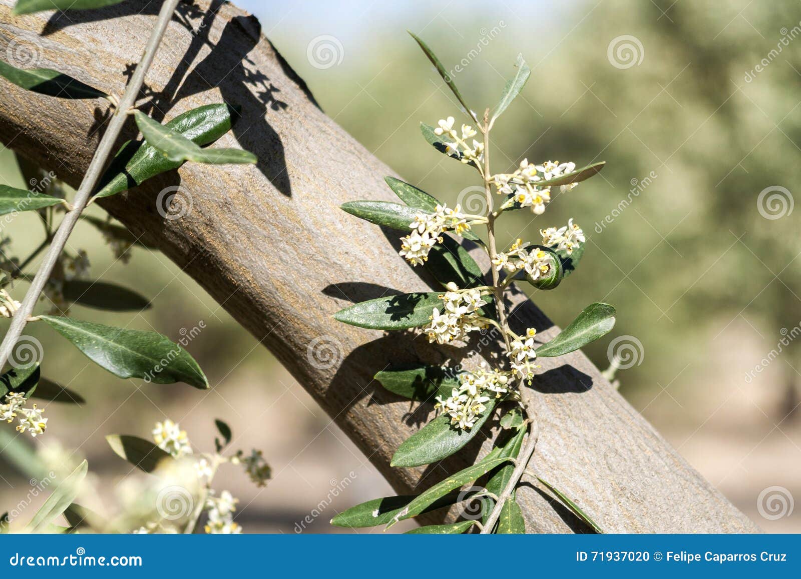 Olive Tree in Bloom during Spring Stock Photo - Image of natural ...