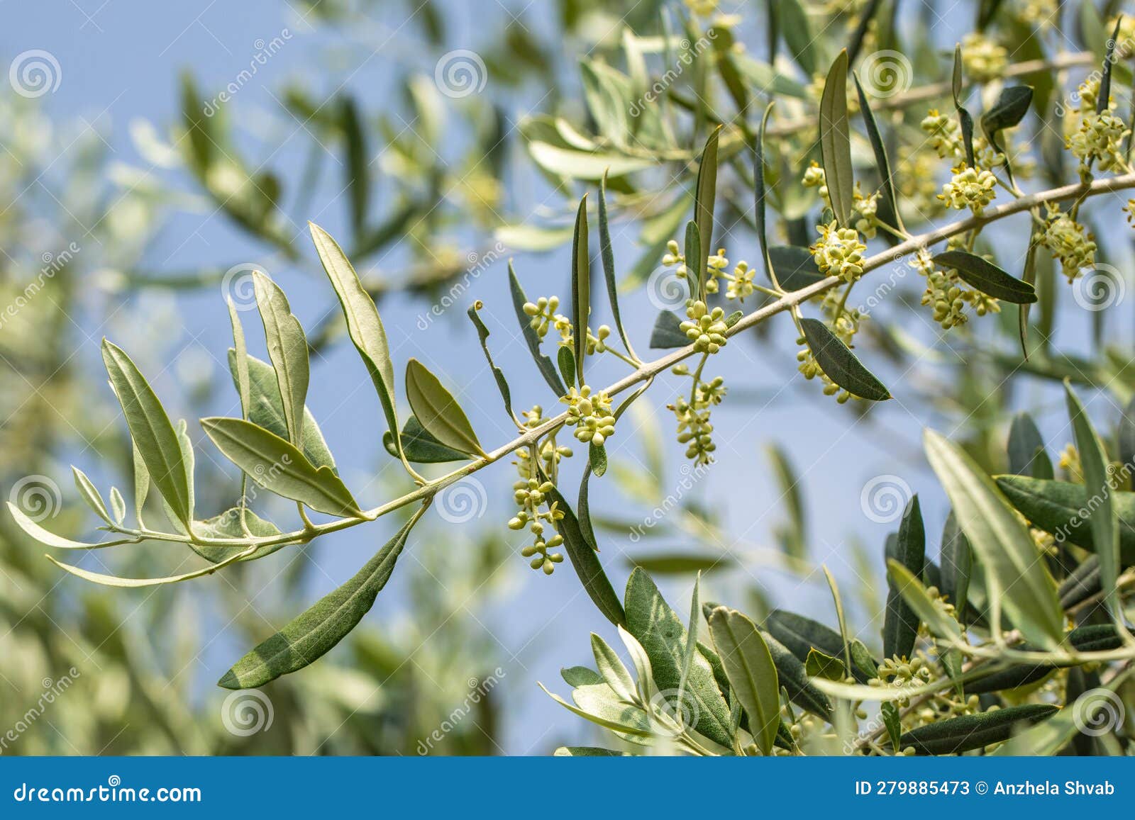 Olive Tree Blooms, Flowers on the Branches of an Olive Tree Closeup, Springtime, Nature ...