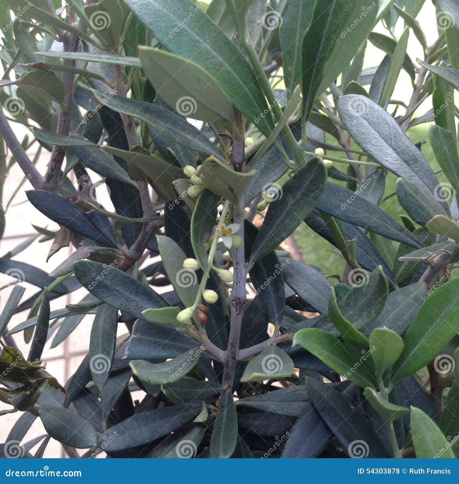 Olive tree blossom stock photo. Image of plants, olive - 54303878