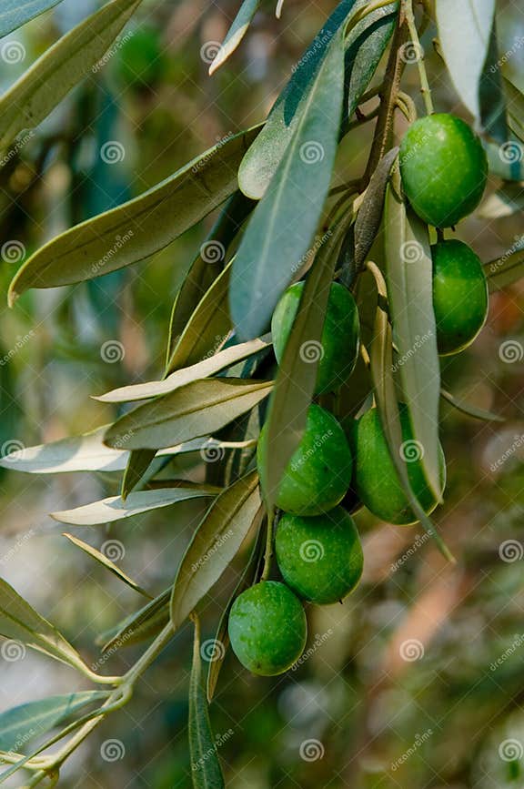 Olive tree branch stock image. Image of background, industry - 11444397