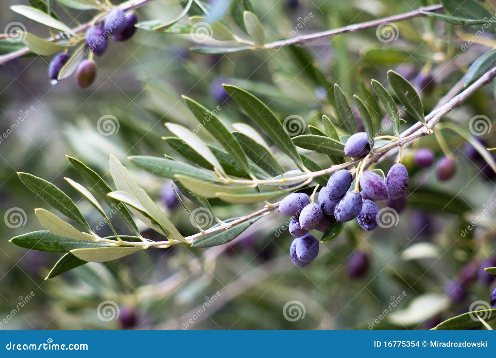 Olive tree branch stock photo. Image of greece, rural - 16775354