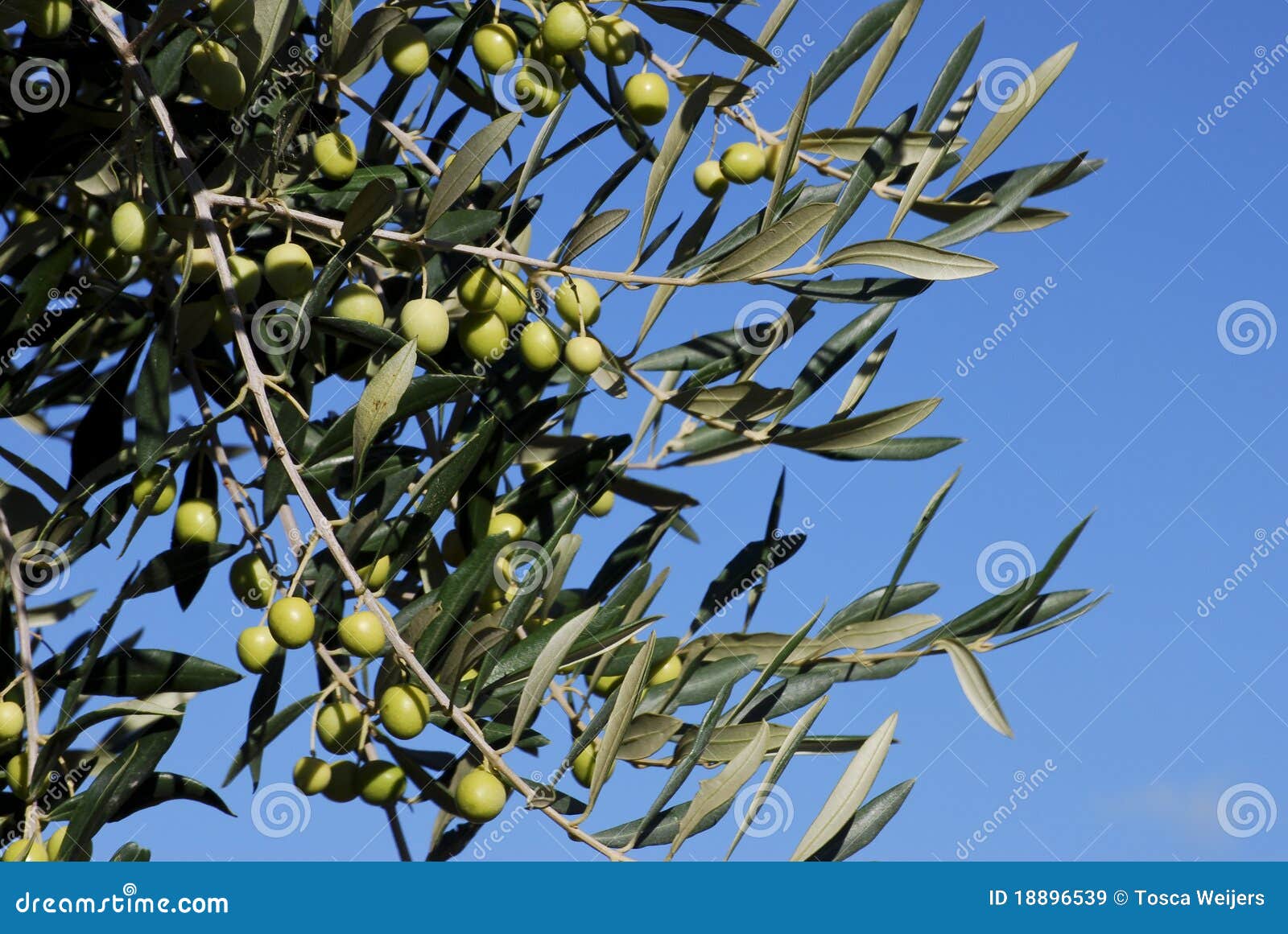 Olive Tree Branch Picture. Image: 18896539
