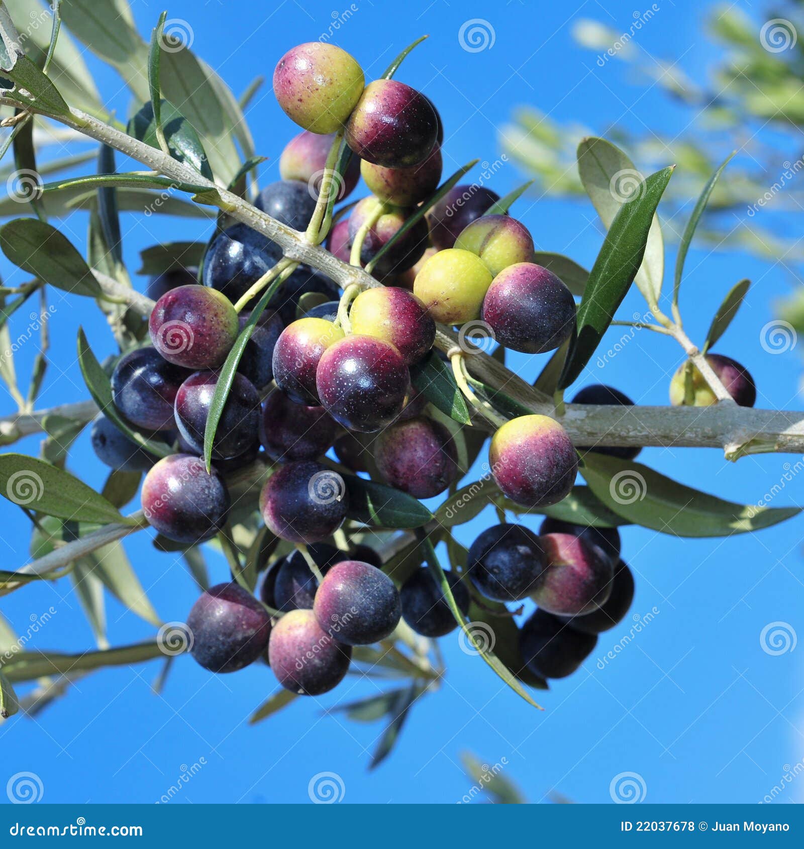 Olive tree branch stock photo. Image of healthy, leaves - 22037678