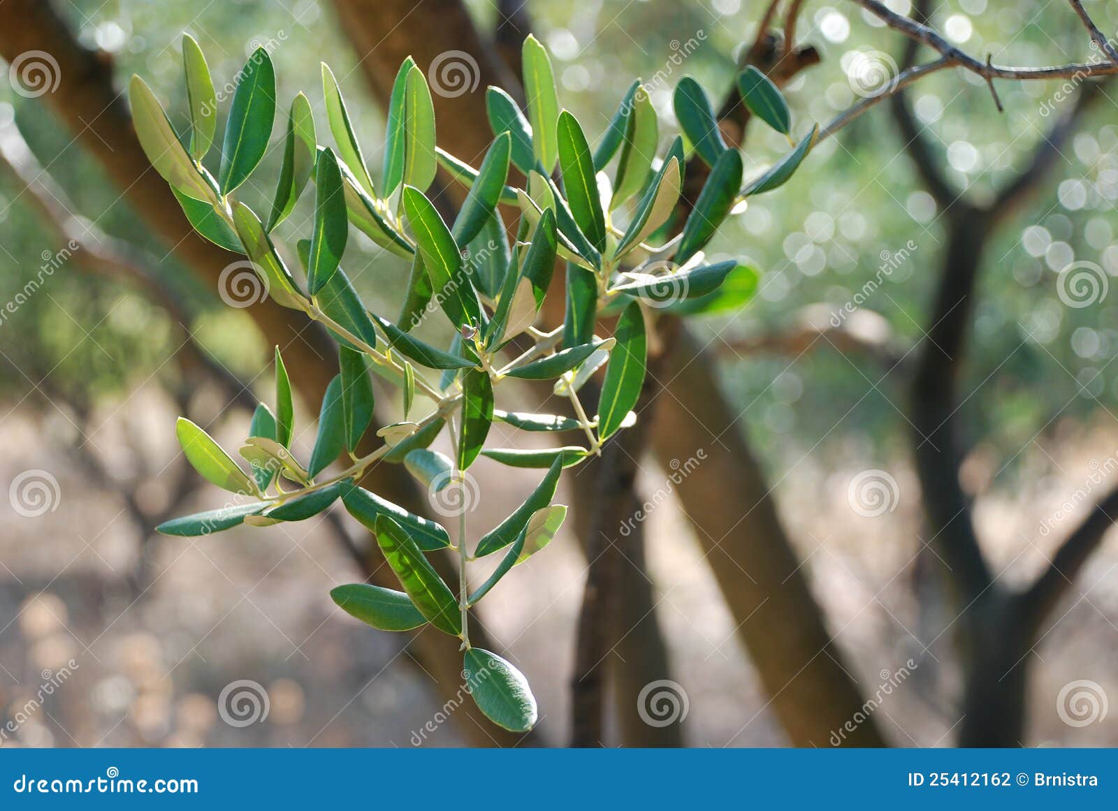 Olive tree branch stock photo. Image of plantation, outdoor - 25412162