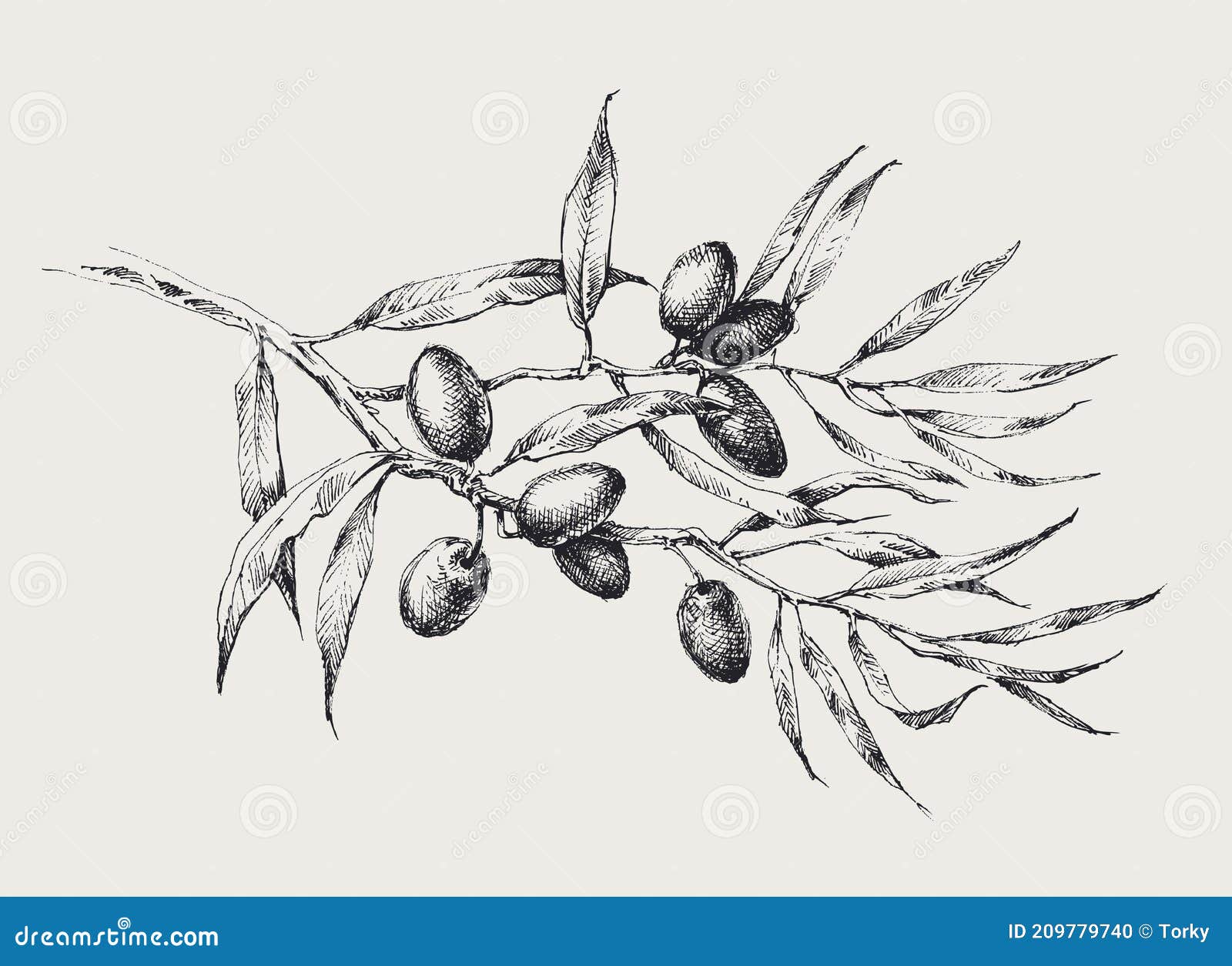 Olive Tree Branch Drawing