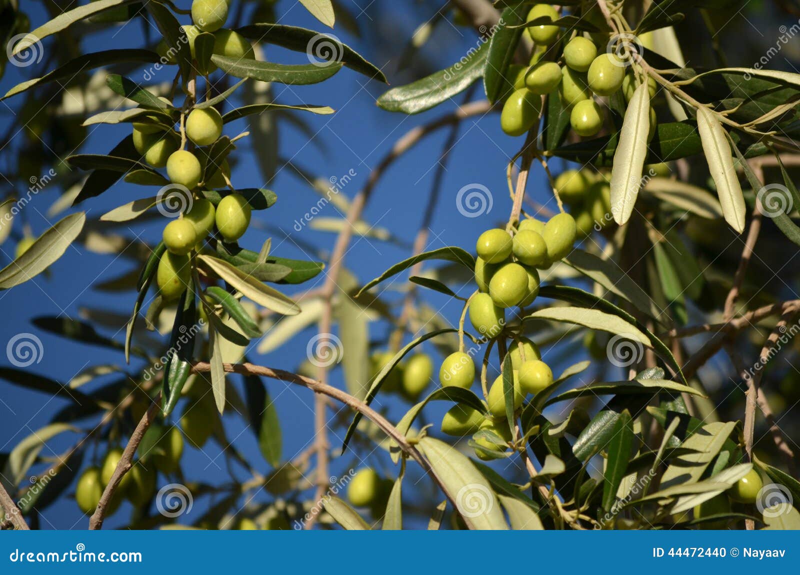 Olive tree branch stock photo. Image of closeup, branch - 44472440
