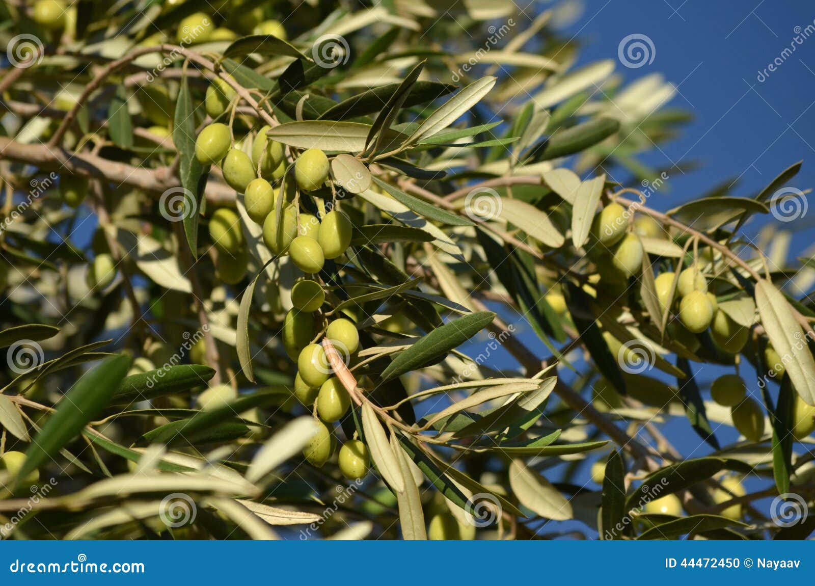 Olive tree branch stock photo. Image of leaf, close, mature - 44472450
