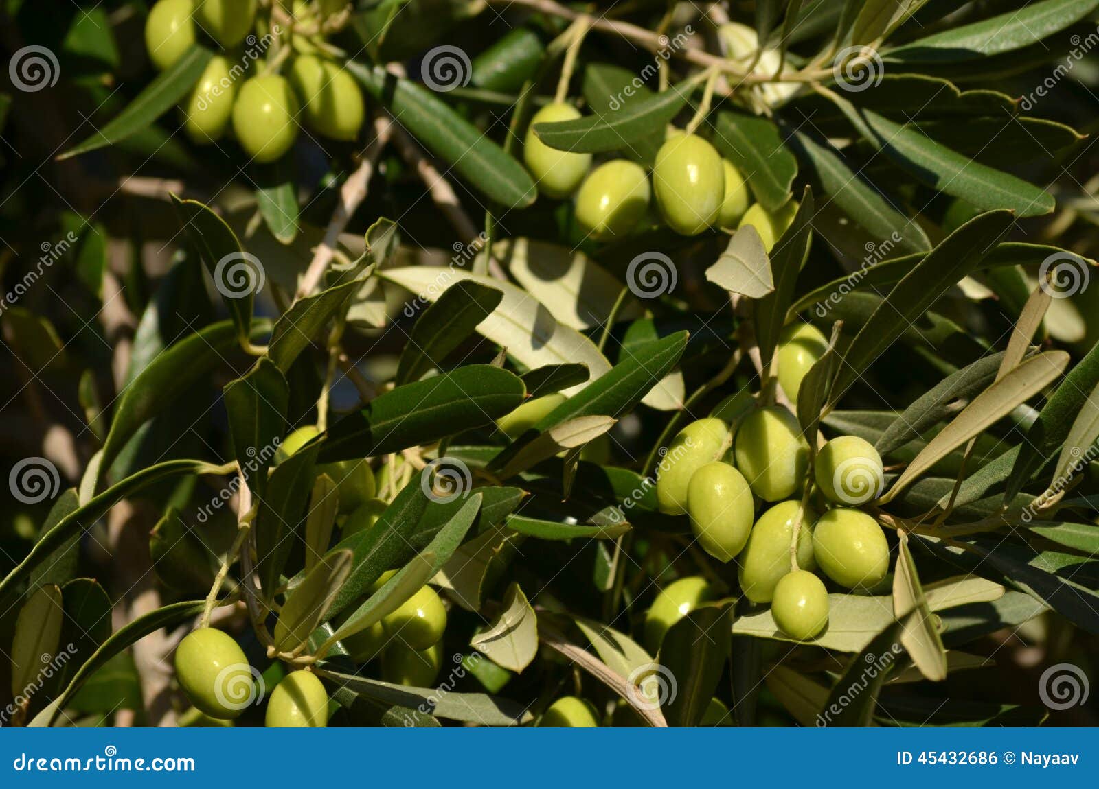 Olive tree branch stock photo. Image of industry, galilee - 45432686