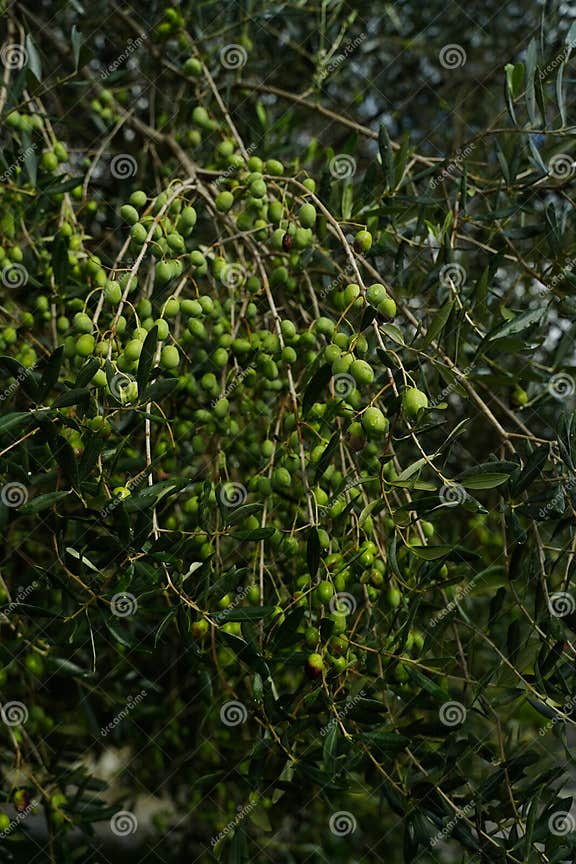 Olive Tree Branch Covered with Green Olives Stock Image - Image of agricultural, closeup: 355014975