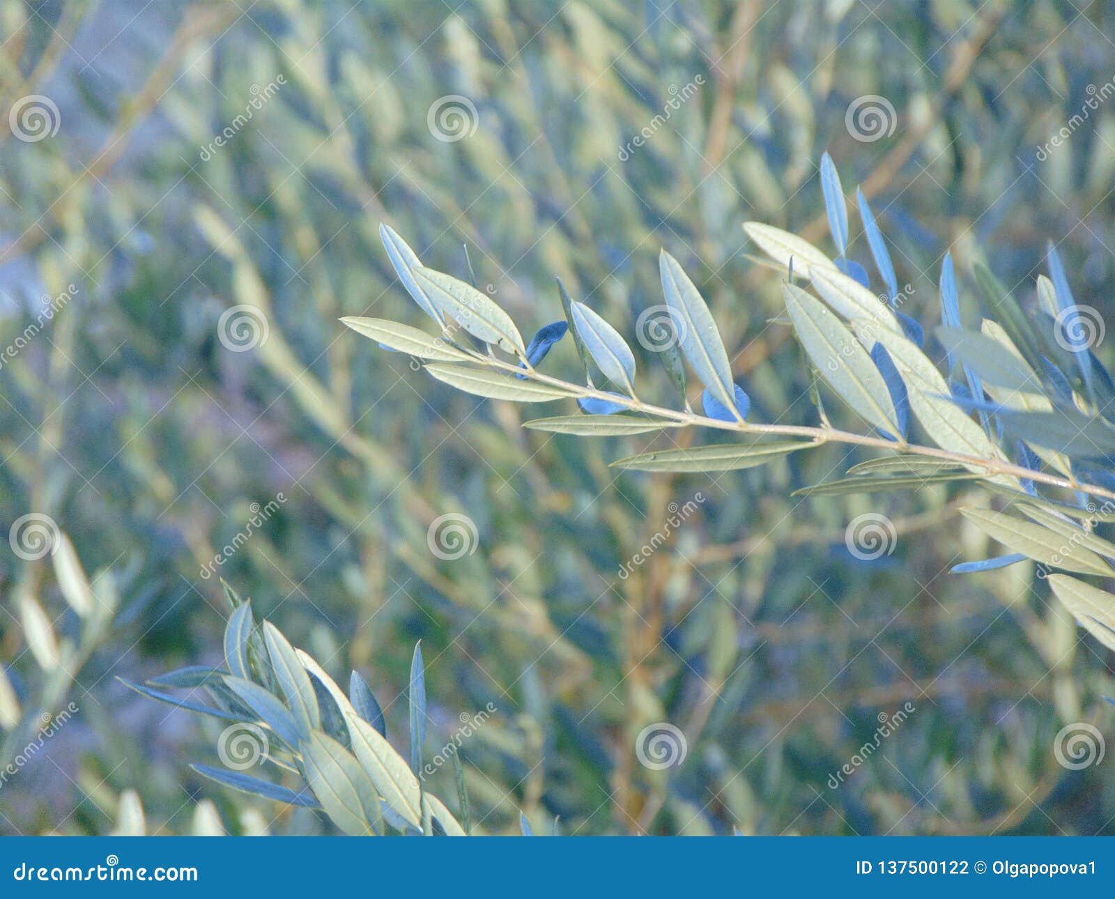 Olive Tree Branch in Early Spring. Stock Photo - Image of branch ...