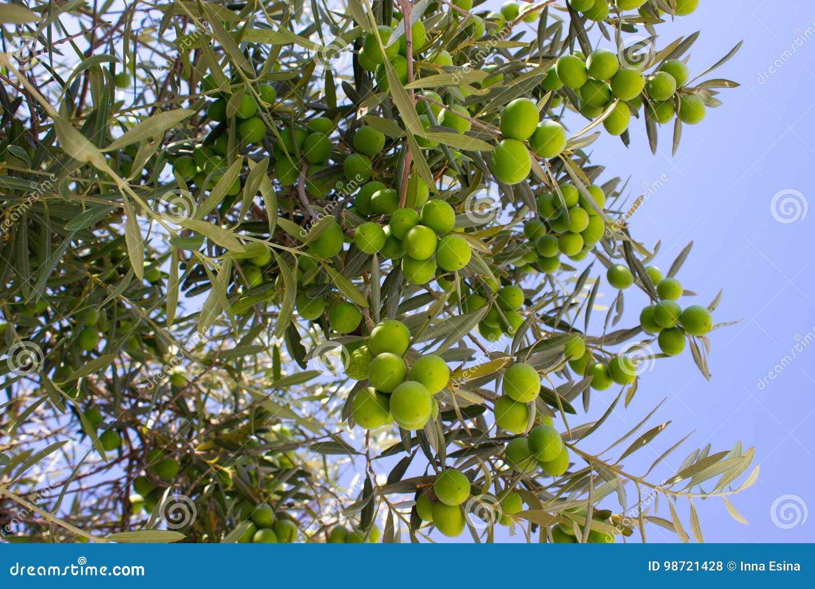 Olive tree branch stock photo. Image of natural, food - 98721428