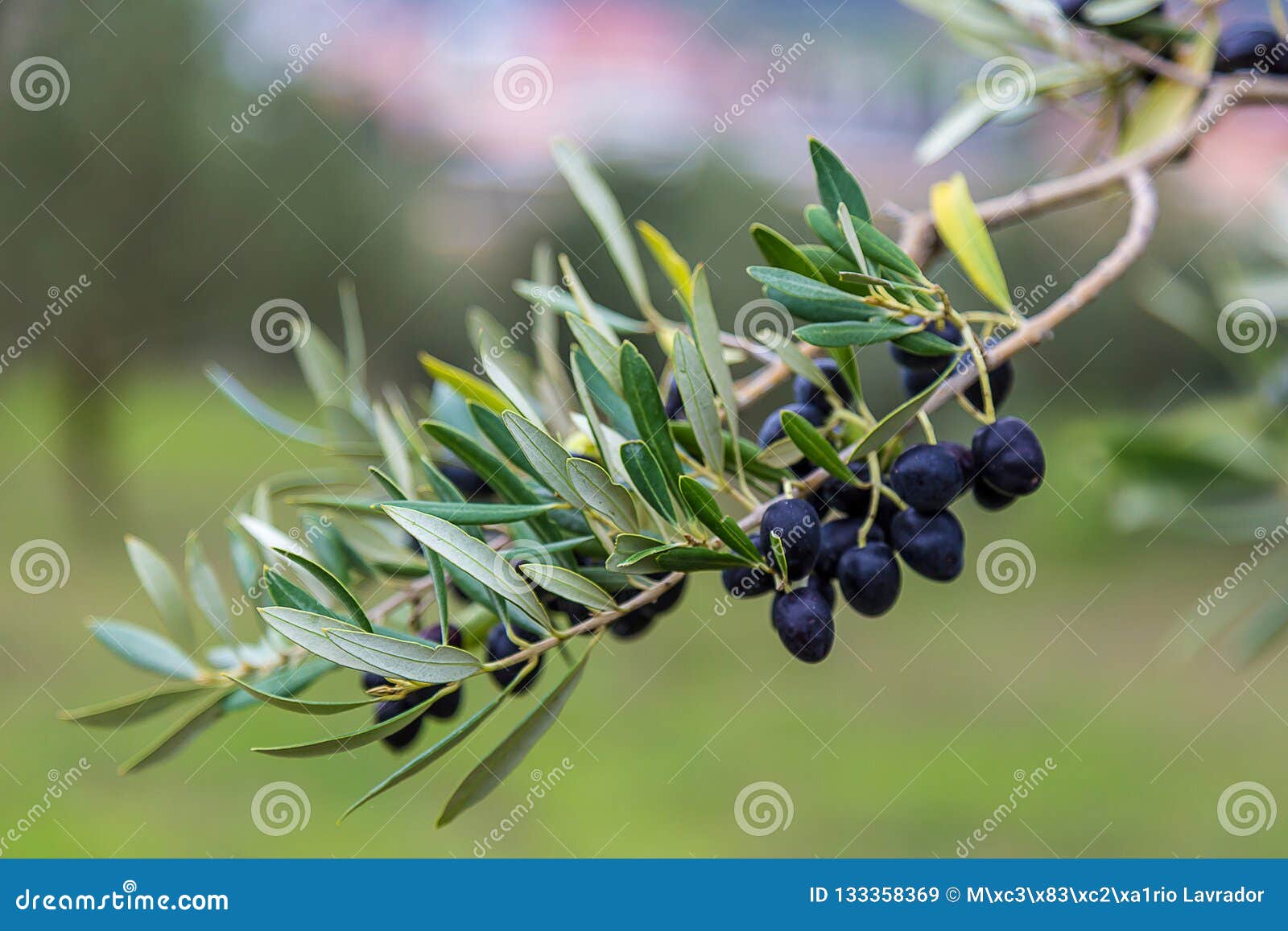 Olive Tree Branch with Olives Stock Image - Image of orchard ...