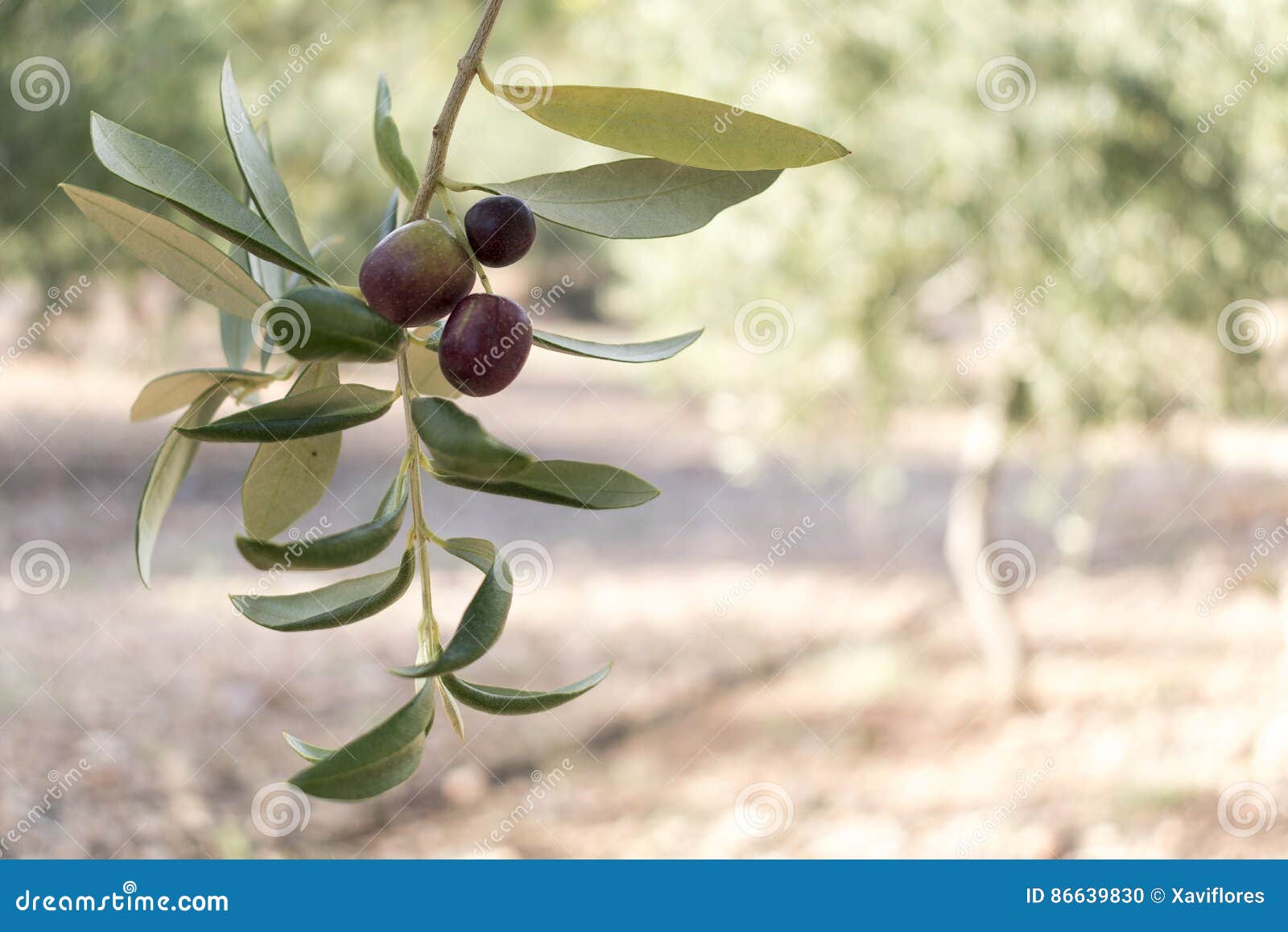 Olive Tree Branch and Fruits Stock Photo - Image of leave, tree: 86639830