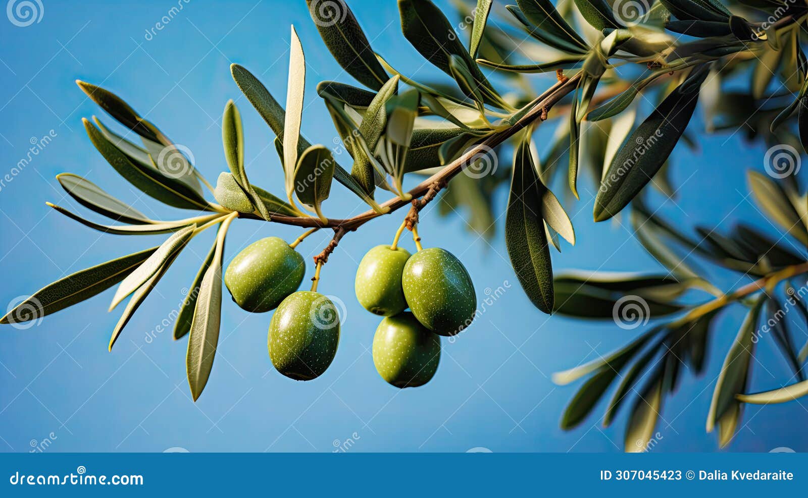Olive Tree Branch with Green Olives on a Blue Background Stock ...
