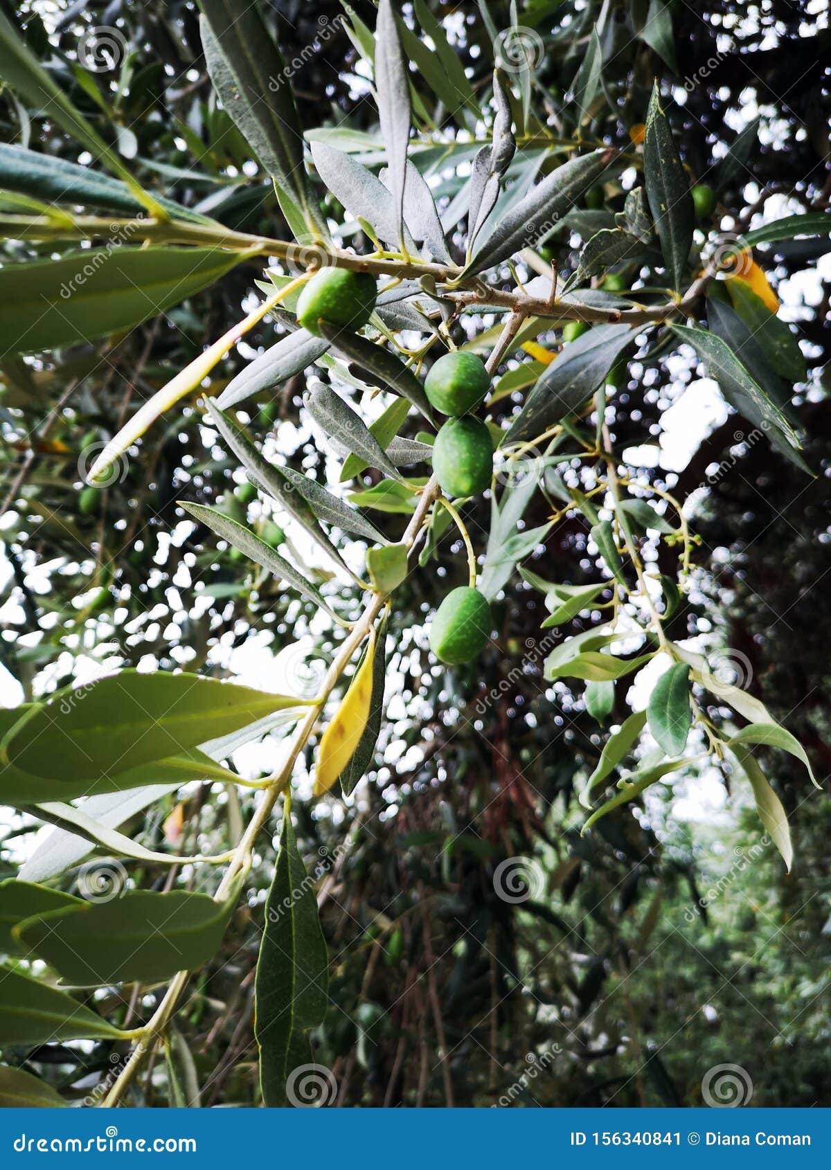 Olive tree branch stock image. Image of botany, food - 156340841