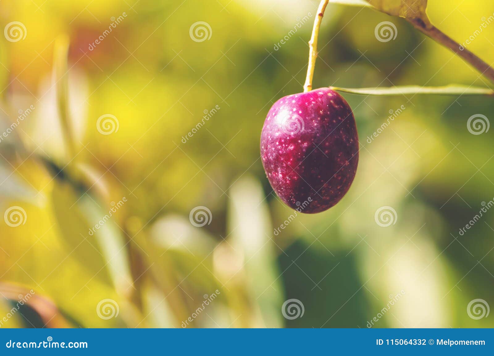 Olive Tree Branch with an Olive Stock Photo - Image of organic, green ...