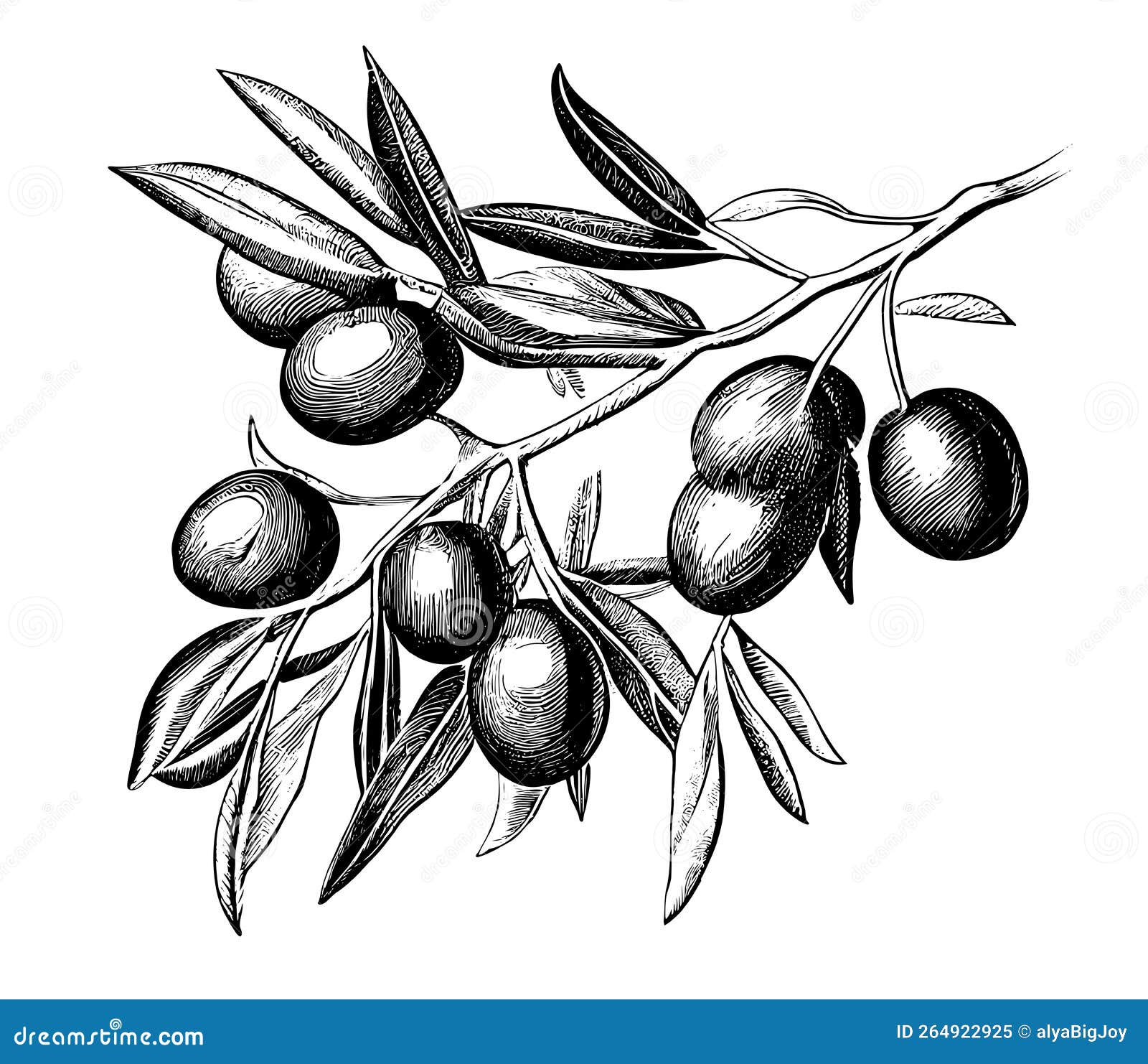 Olive Tree Branch Sketch Hand Drawn Engraving Style Stock Vector ...