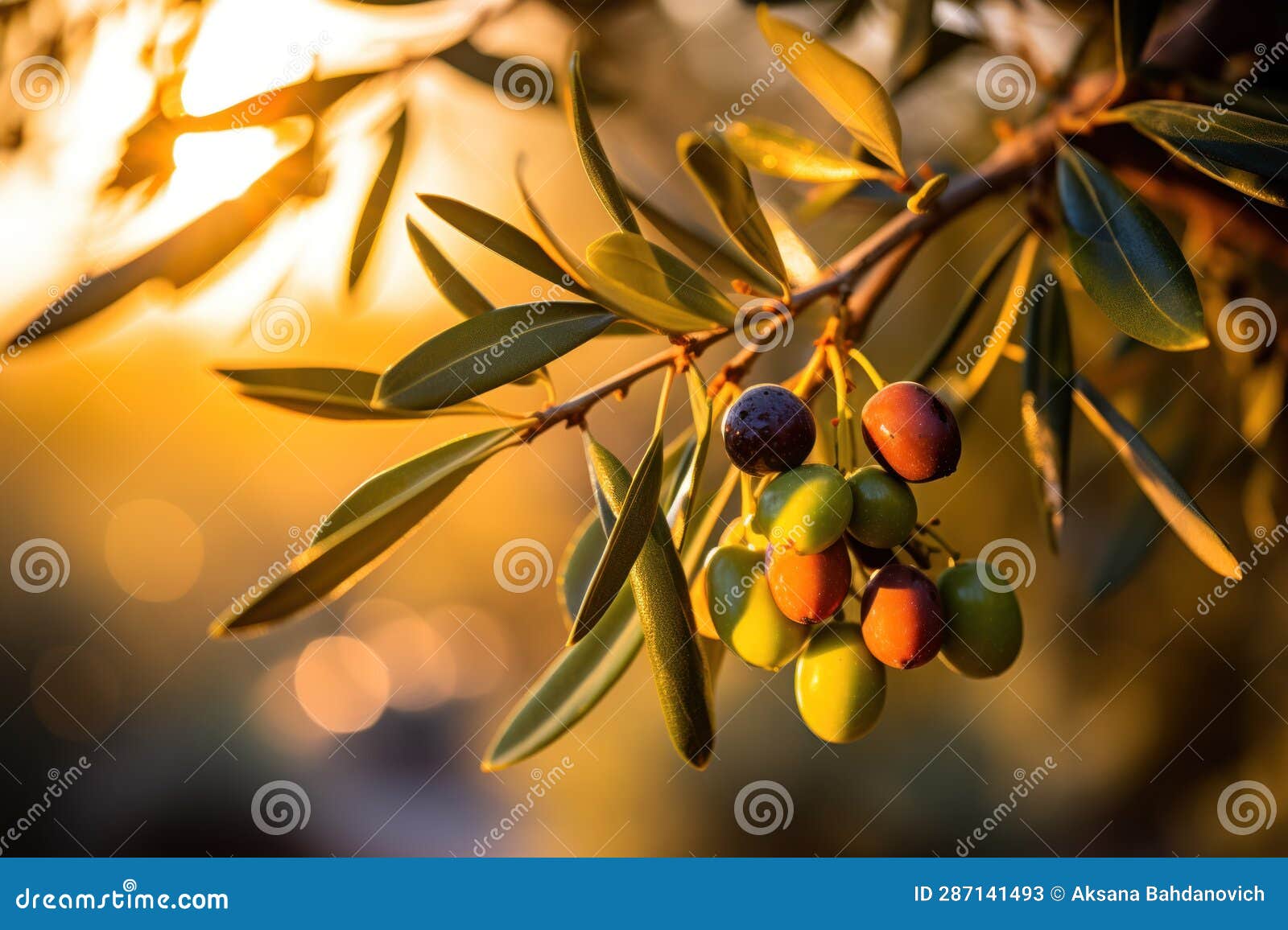 Olive Tree Branch in the Sun Banner Stock Illustration - Illustration ...
