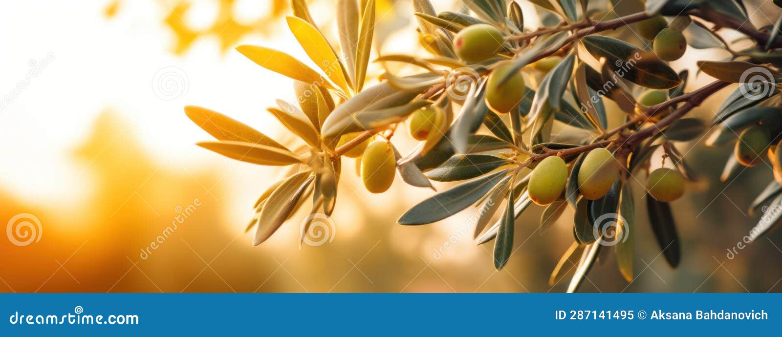 Olive Tree Branch in the Sun Banner Stock Image - Image of plant, green ...