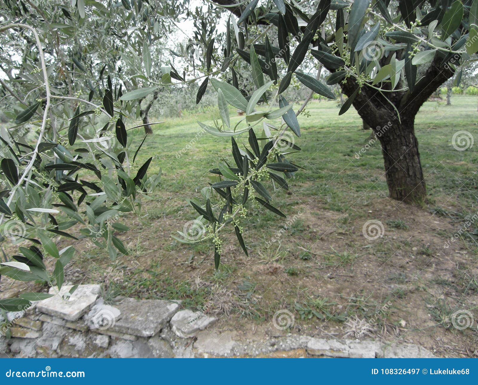 Olive Tree Branches with First Buds . Tuscany, Italy Stock Image ...