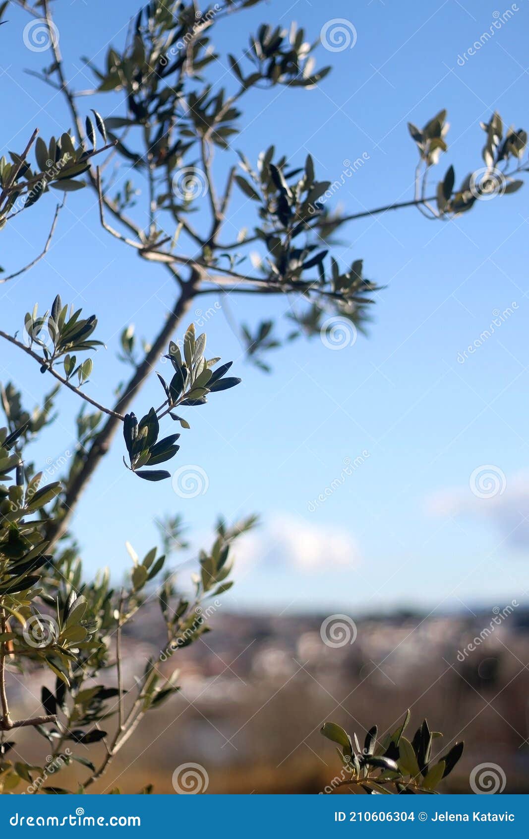 Olive Branch stock photo. Image of foliage, growing - 210606304