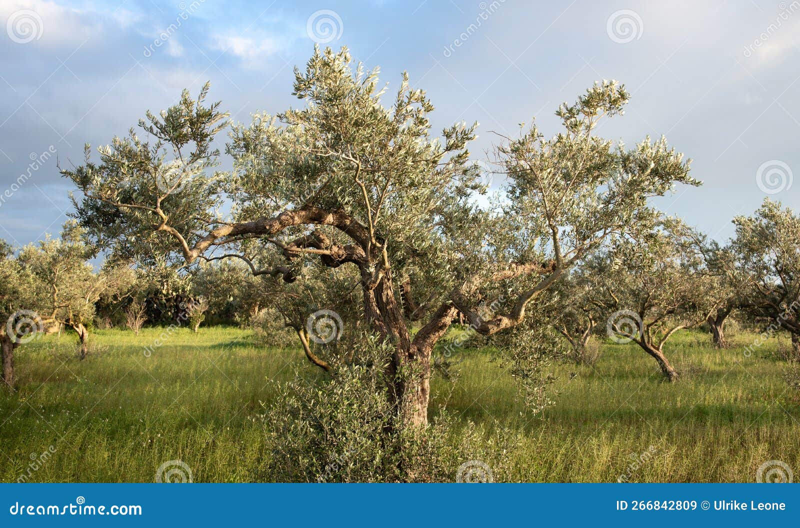 An Olive Tree with a Broad Crown Stands in a Meadow in Front of Other ...
