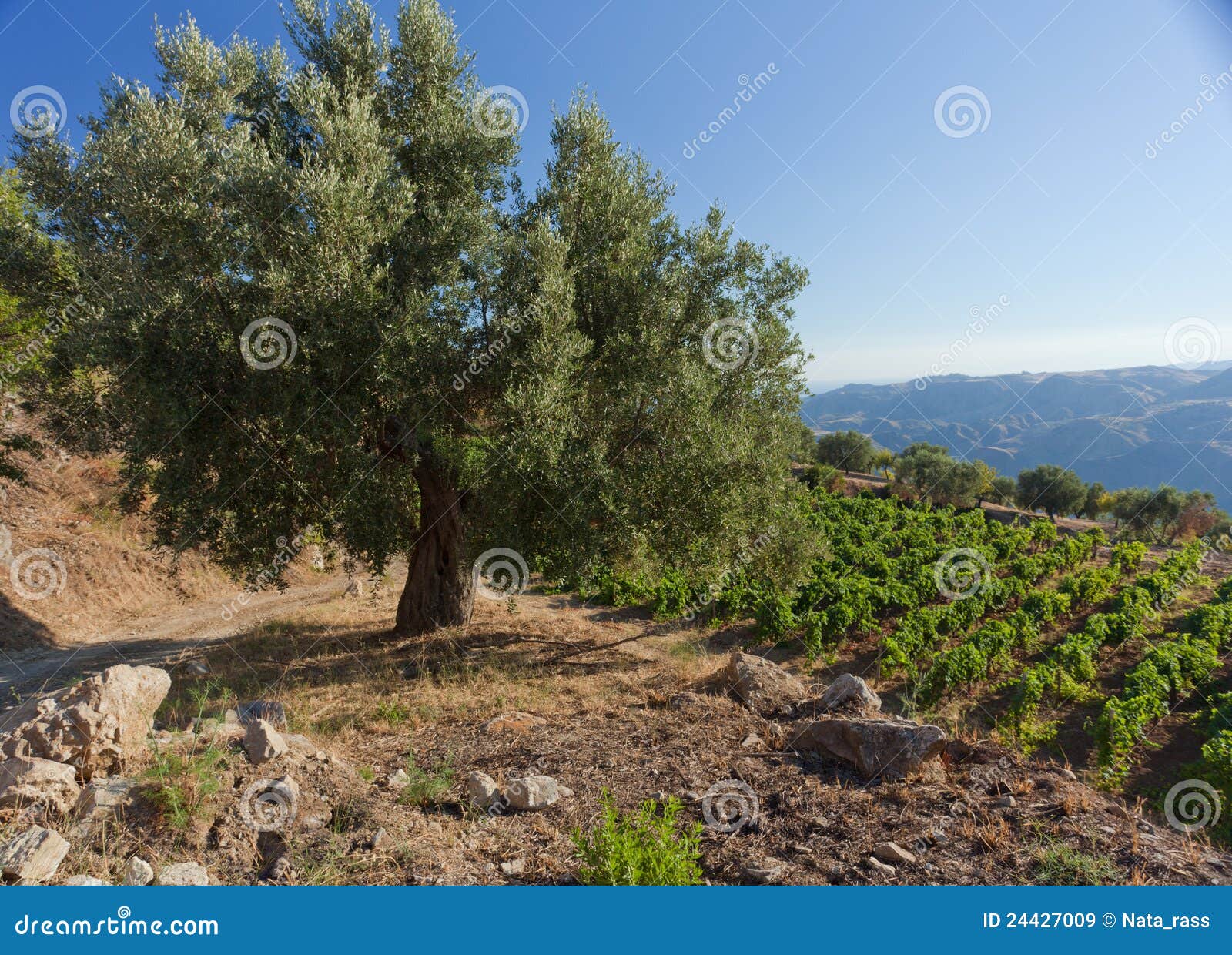 Olive tree in Calabria stock image. Image of season, countryside - 24427009