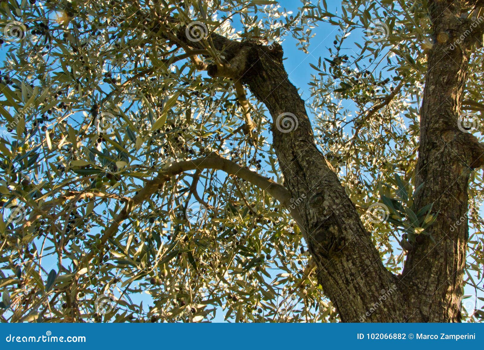 Olive tree chianti stock photo. Image of color, lifestyle - 102066882