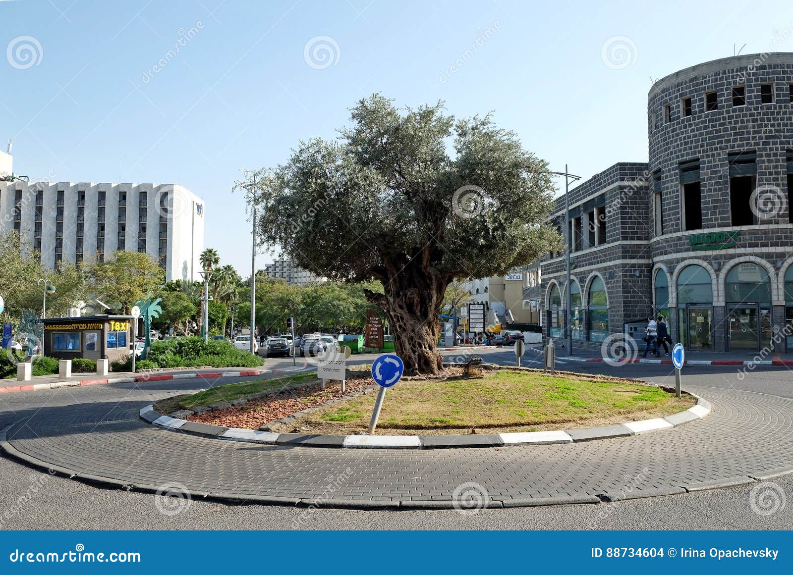 Olive Tree And The Boats Editorial Image | CartoonDealer.com #72611892